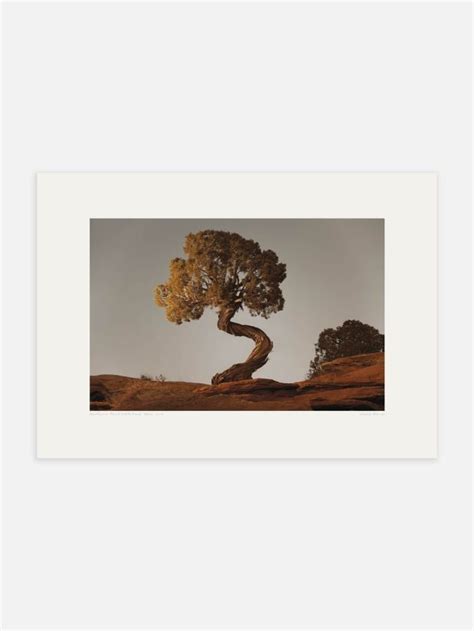 Spiral Juniper Poster Postery Online Store