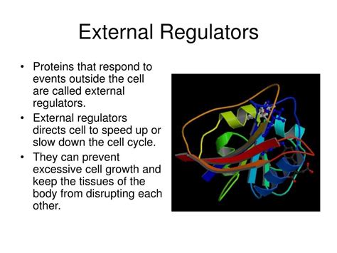 Ppt Regulating The Cell Cycle Powerpoint Presentation Free Download