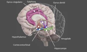 Le système limbique Neuromedia