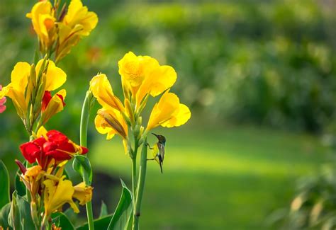Premium Photo Sunbird