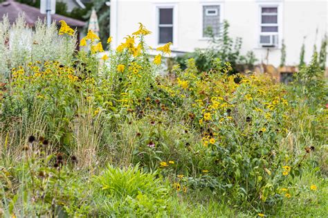 Planting For Pollinators In Fall Blue Thumb