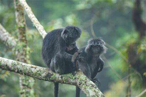 East Javan Langur The Long Limbed Langur Of Indonesia