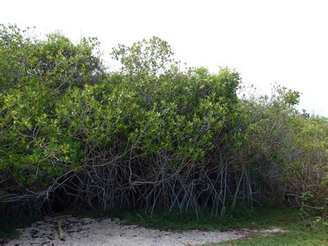 Rhizophora Mangle