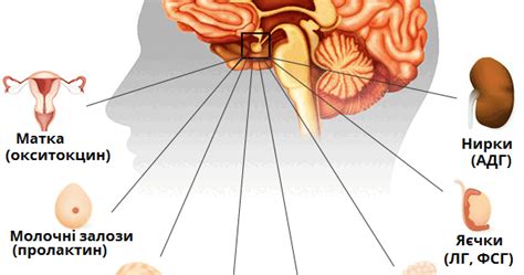 Конспект уроку Біологія 8 клас НУШ Тема уроку Гуморальна регуляція