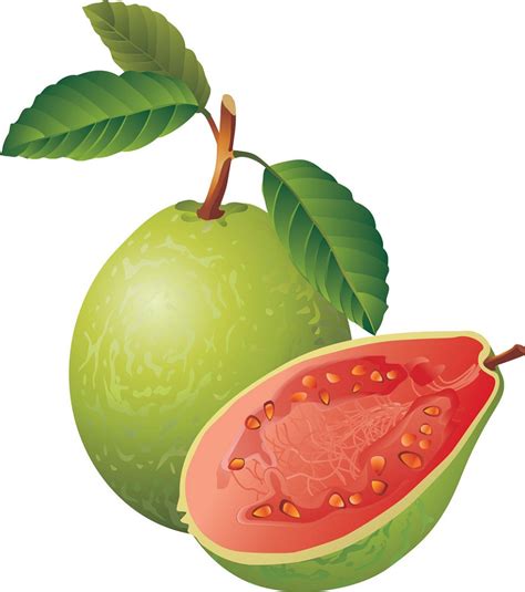 グアバ全体と半分のイラスト