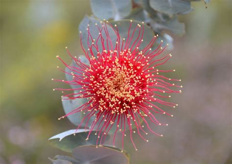 Eucalyptus Macrocarpa