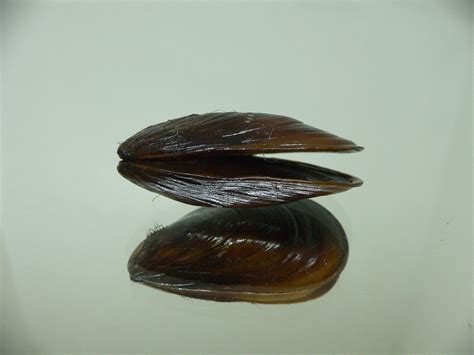 Mytilus Trossulus на Sea Морские ракушки