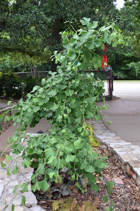 Buy Ginkgo Biloba Ross Moore Weeping Ginkgo Tree — Mr Maple │ Buy