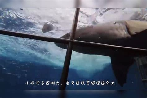 鲨鱼不幸搁浅，朝着路人龇牙咧嘴：拍啥拍，赶紧来救本王！鲨鱼路人