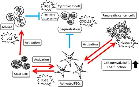 Schematic View Of PSCs Multifaceted Roles In Modulating Cell To Cell