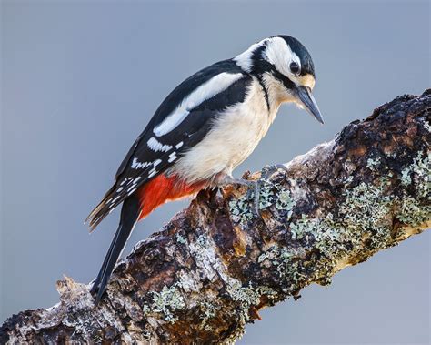 Pileated Woodpecker