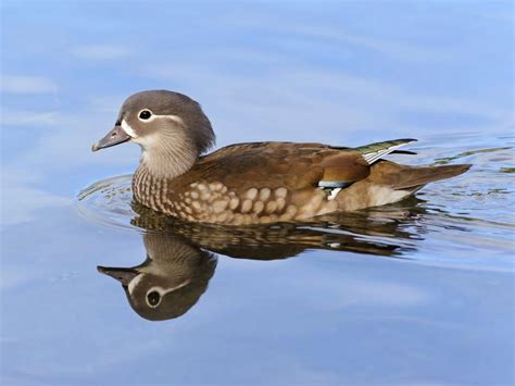 All Dabbling Ducks In North America Id Calls Photos