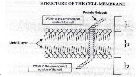 Bio Mid Term Diagram Quizlet