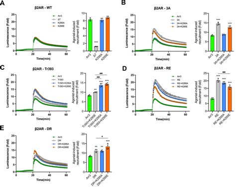 K295 Substitutions Yield Diverse Effects On Arrestin 3 Recruitment To