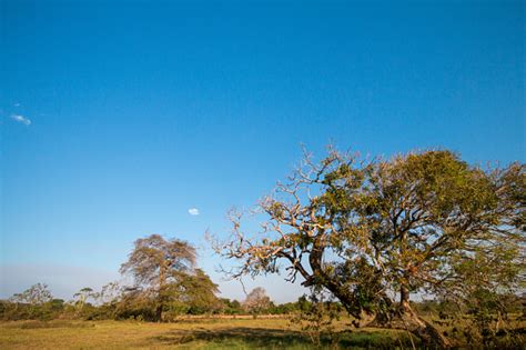브라질 마토 그로소 주 Pantanal 0명에 대한 스톡 사진 및 기타 이미지 0명 Unesco 조직된 단체 경관