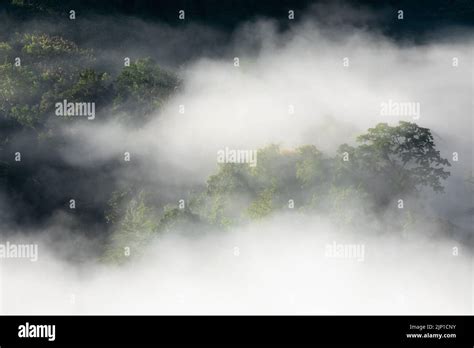 Aerial View Of Fog Touching Sunlight Covered Tree Area Inside Tropical