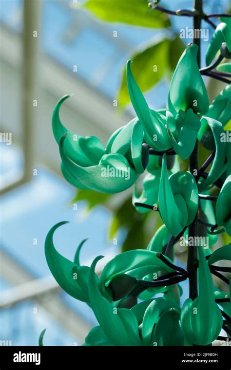Green Jade Flower Cascade Tropical Growing Green Flora Nature Stock