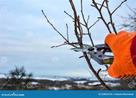 Pruning Trees By Pruning Shears Stock Image Image Of Secateurs