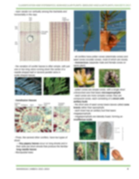 Solution Bio421 Gymnosperms Basal Angiosperms And Monocots Eudicots
