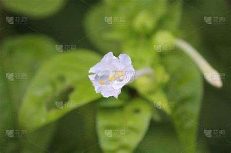 白色的花有黄色的柱头