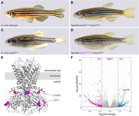 Molecular Basis Of Kcnj13 Evolution Between D Rerio And D Aesculapii Download Scientific