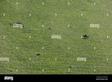 Shepherd And Flock Of Sheep Grazing On Hills In Caucasus Mountains