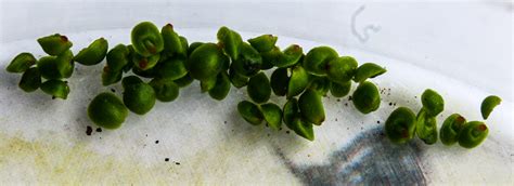 Drosera Pulchella Gemmae 10·11·2017 Album On Imgur