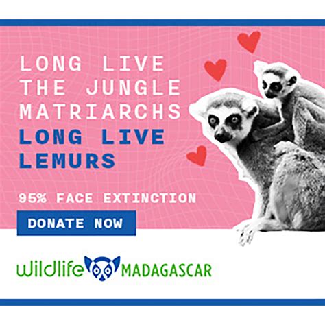 Wildlife Madagascar