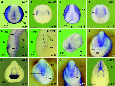 Dse Is Expressed In The Pre Migratory Neural Crest Anterior Surface