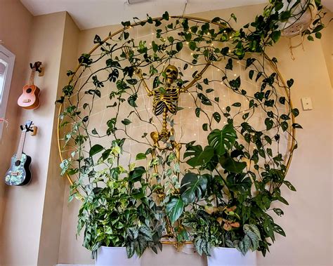 Gothy Aroid Wall Rhouseplants