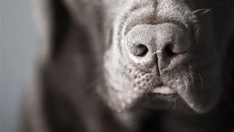 Nasal Polyps In Dogs Symptoms Causes And Treatments Dogtime