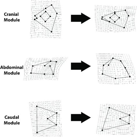 Warp grids depicting shape change within each module that are... | Download Scientific Diagram