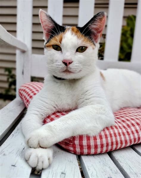 Premium Photo Pretty Kitty