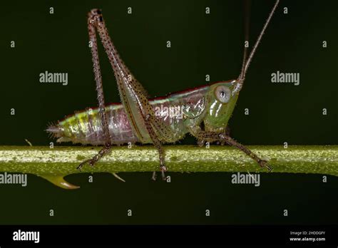 Lesser Meadow Katydid Nymph Of The Genus Conocephalus Stock Photo Alamy