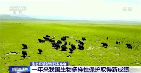 生态环境部：一年来我国生物多样性保护取得新成绩四川在线