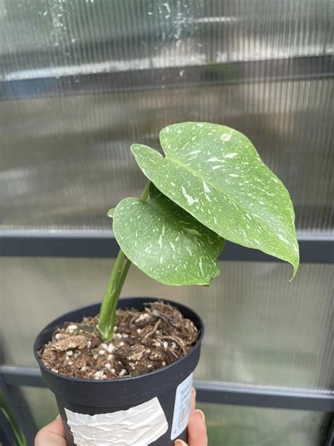 Monstera Thai S - Centrum Ogrodnicze Silesia