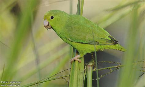 Toui Catherine Bolborhynchus Lineola