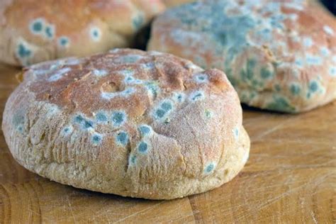 Mold Official Bread Group Wiki Wiki Fandom