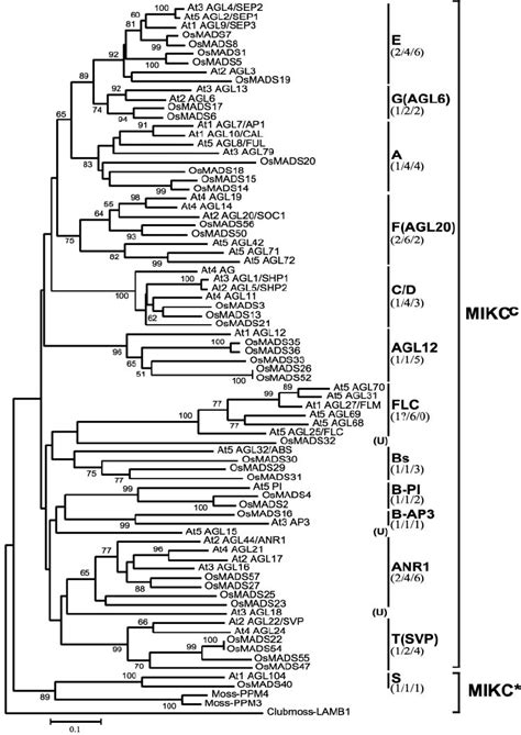 Phylogenetic Tree Of 79 Mikc Type Type Ii Genes From Arabidopsis