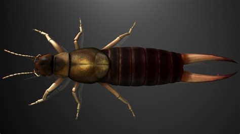 Insect 3d Model Turbosquid 1214936