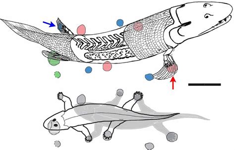 Early Tetrapod Tracks Redefine Evolutionary Timeline Dinoera