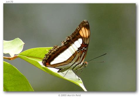 Adelpha Serpa Celerio Live Adults
