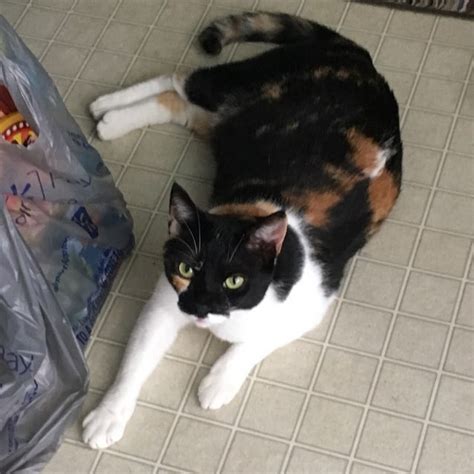 Donna Eccles Youtube