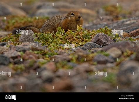 Sik sik with a mouthful of food, Hudson Bay, Manitoba Stock Photo - Alamy
