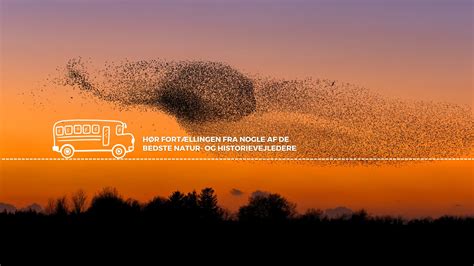 The Black Sun Bus Wadden Sea Experiences