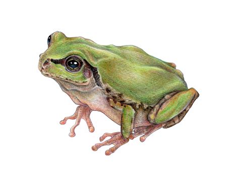 両生類 世界車旅行