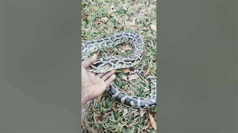 Normal Burmese Python Nibbles Outside ‼️💯🔥 Youtube