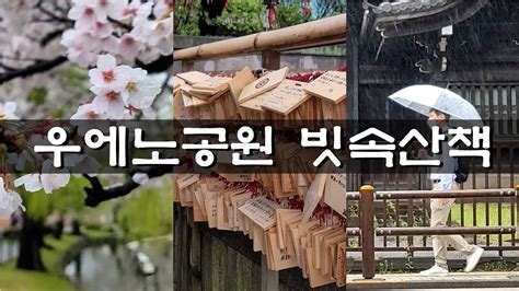 일본생활 5 도쿄 우에노공원 빗속산책 일본 도쿄 우에노 공원 게이세이 벚꽃 축제 왕인박사