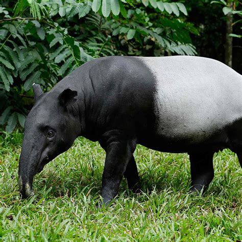 Malayan Tapir Night Safari