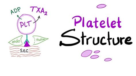 Platelet Structure And Function